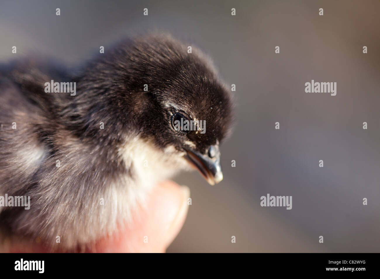New Born Chicks High Resolution Stock Photography and Images - Alamy
