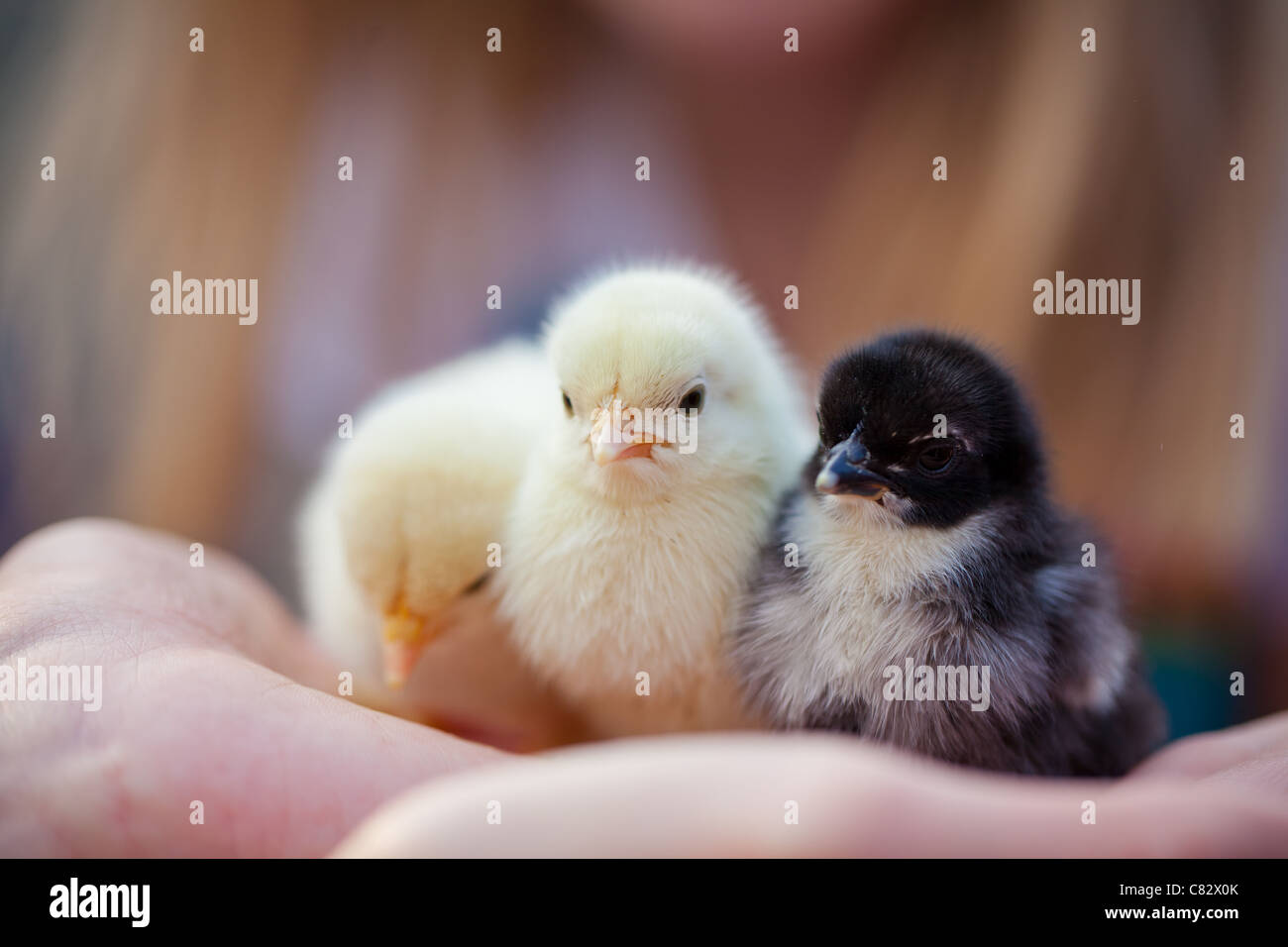 New born baby chickens Stock Photo - Alamy