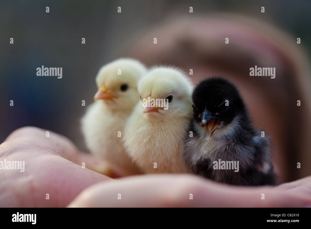 New born baby chickens Stock Photo - Alamy