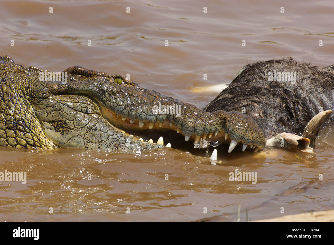 Nile crocodile feeding on dead wildebeest during the Migration, Masai ...