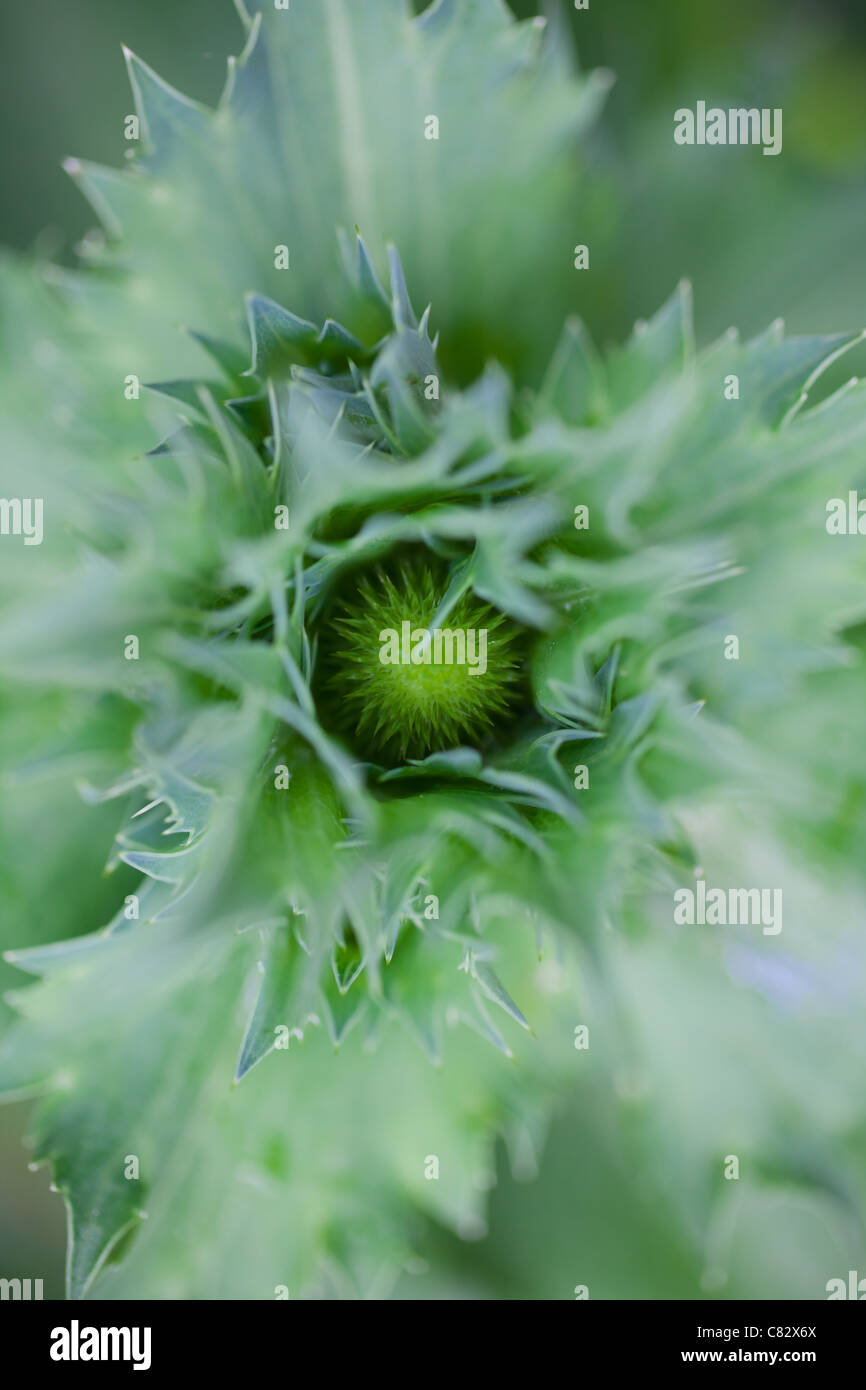 Top down photograph of a thistle Stock Photo - Alamy