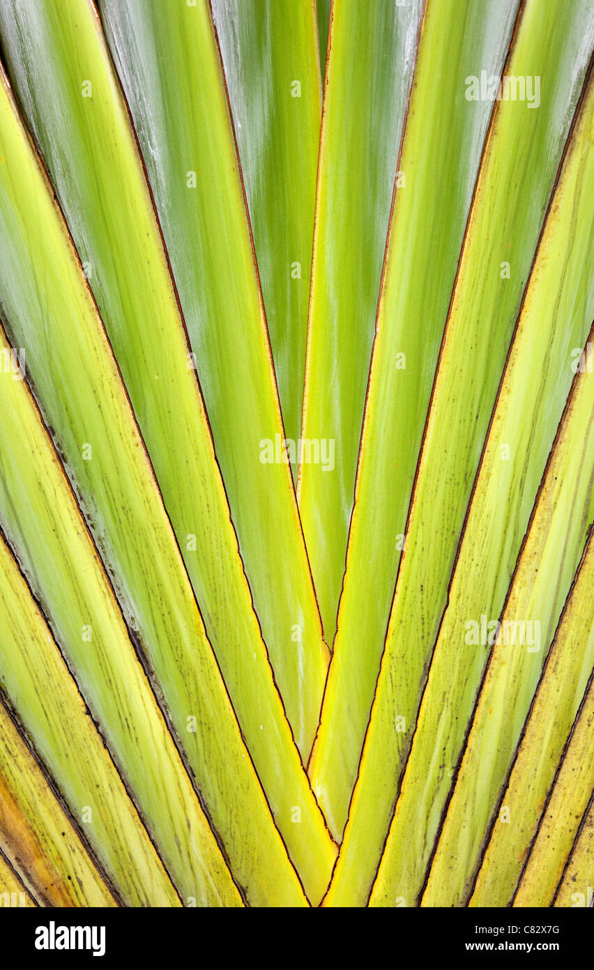 Green palm detail symmetry hi-res stock photography and images - Alamy
