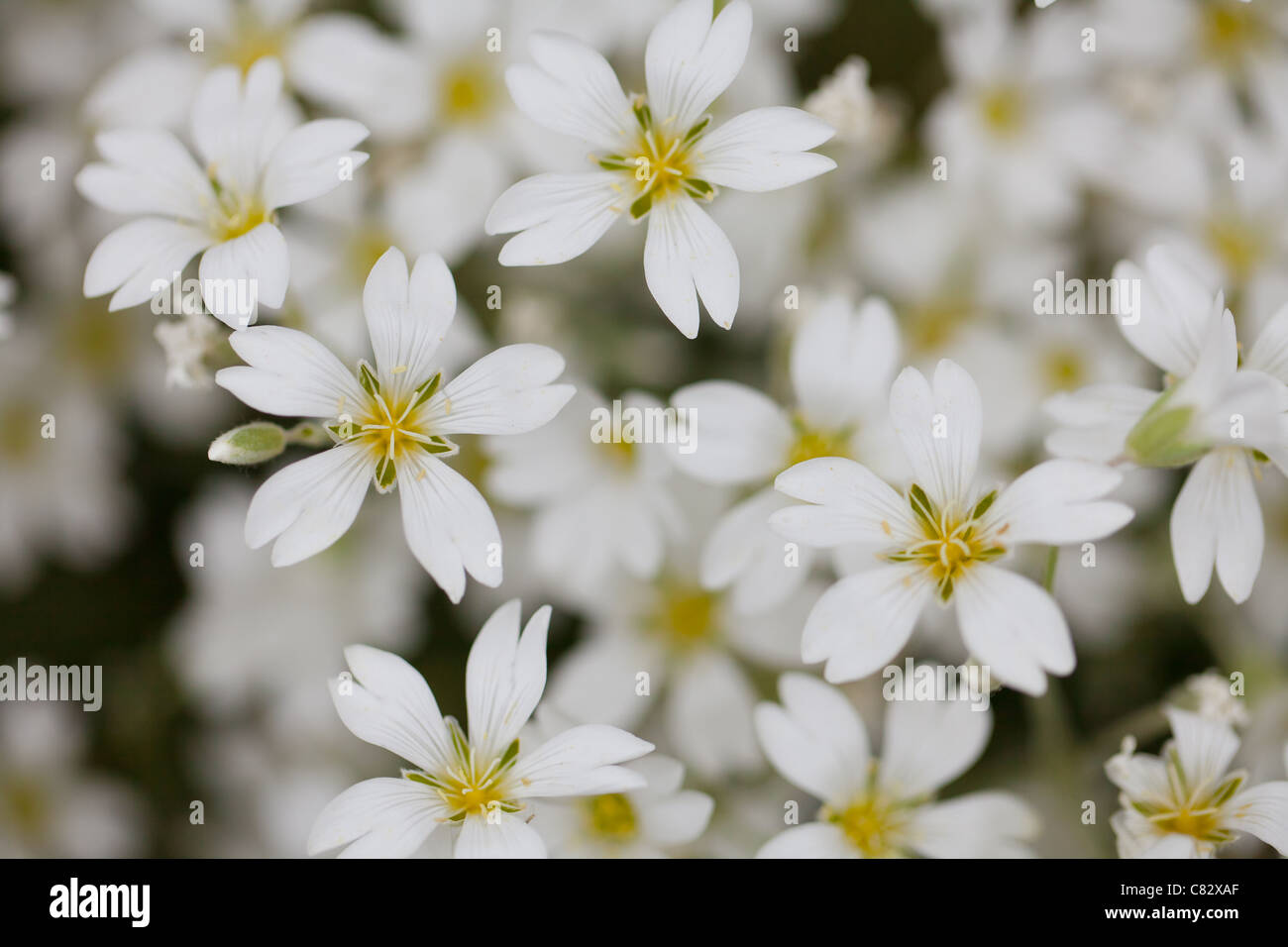Scattering petals hi-res stock photography and images - Alamy