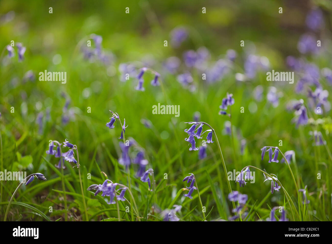 Many bluebells hi-res stock photography and images - Alamy