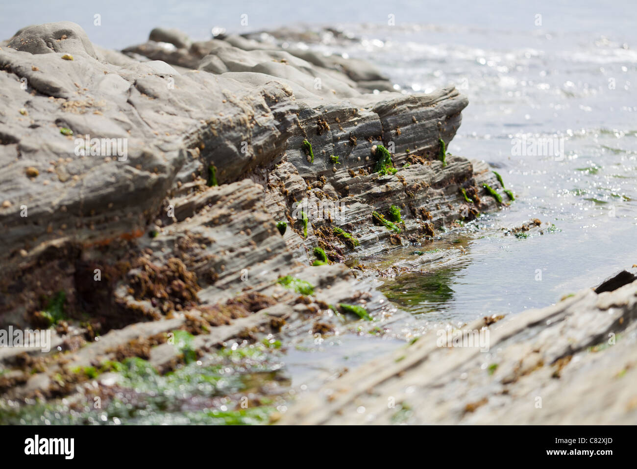 Rock pool habitat hi-res stock photography and images - Alamy
