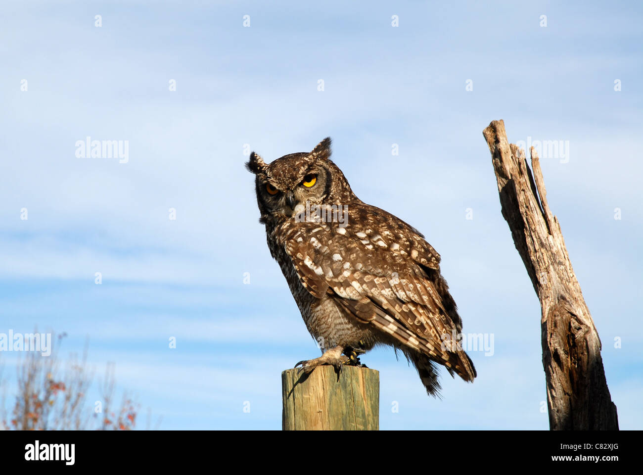 Cape eagle owl bubo capensis hi-res stock photography and images - Alamy