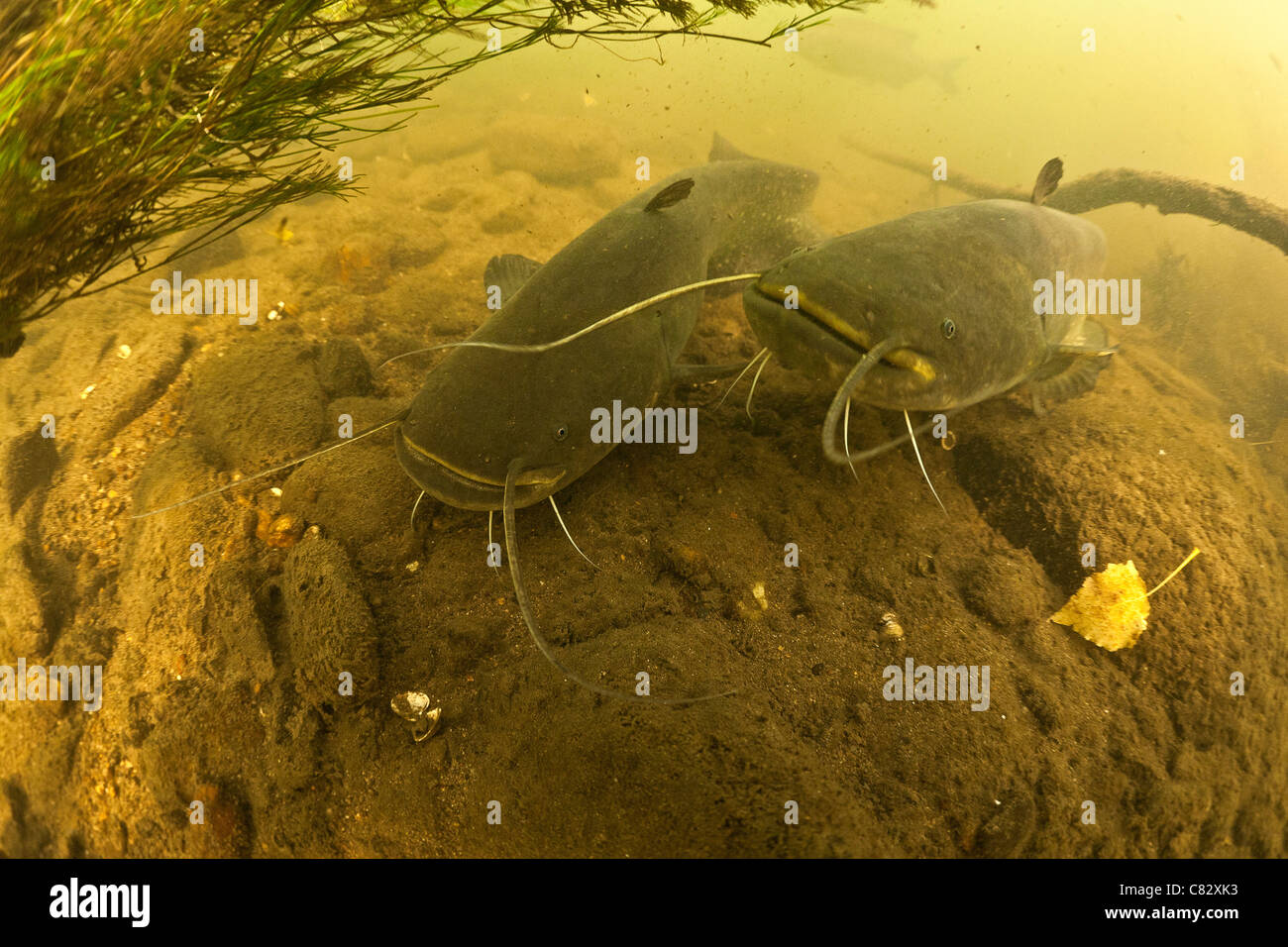 Catfish hi-res stock photography and images - Alamy
