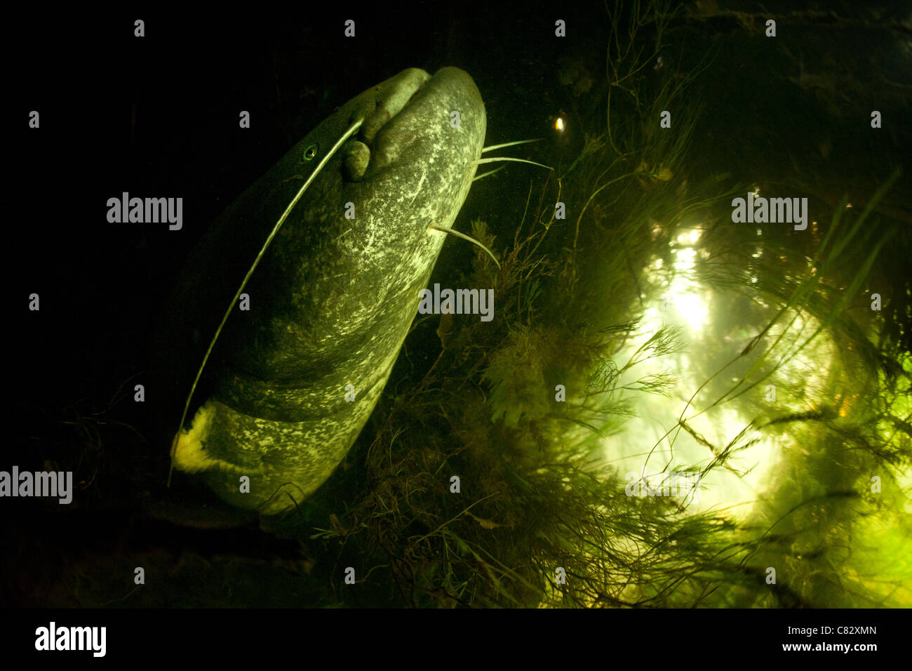 A Wels catfish (Silurus glanis) in the wild. That specimen measures ...