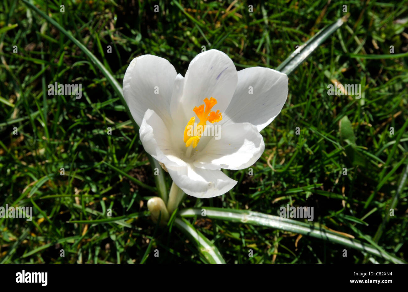 White crocus flower growing in a grassed lawn Stock Photo - Alamy