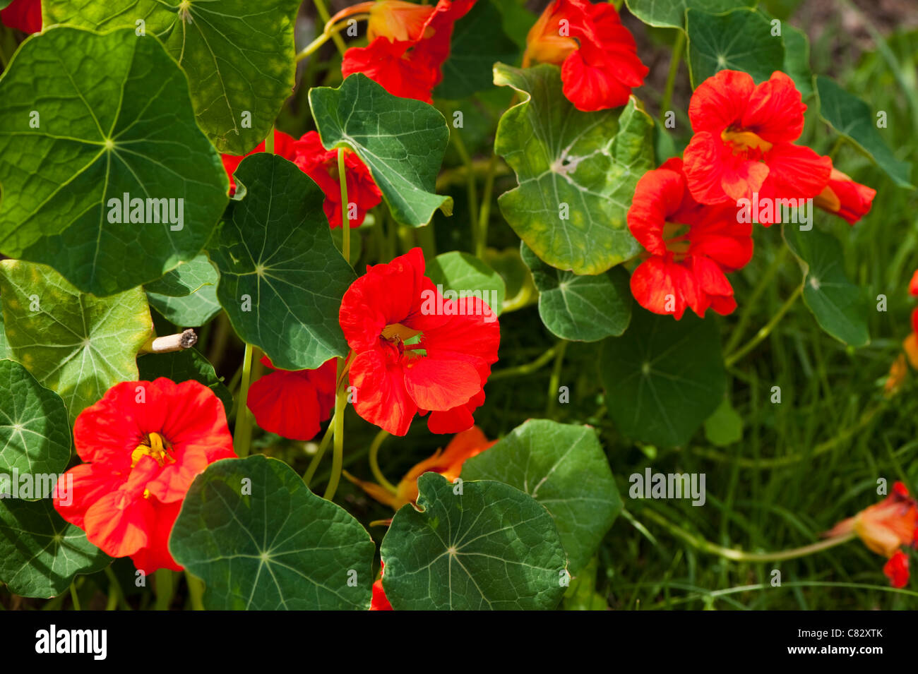 Nasturtiums, Tropaeolum majus, in flower Stock Photo - Alamy