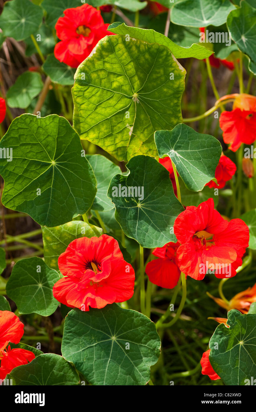 Nasturtiums, Tropaeolum majus, in flower Stock Photo - Alamy