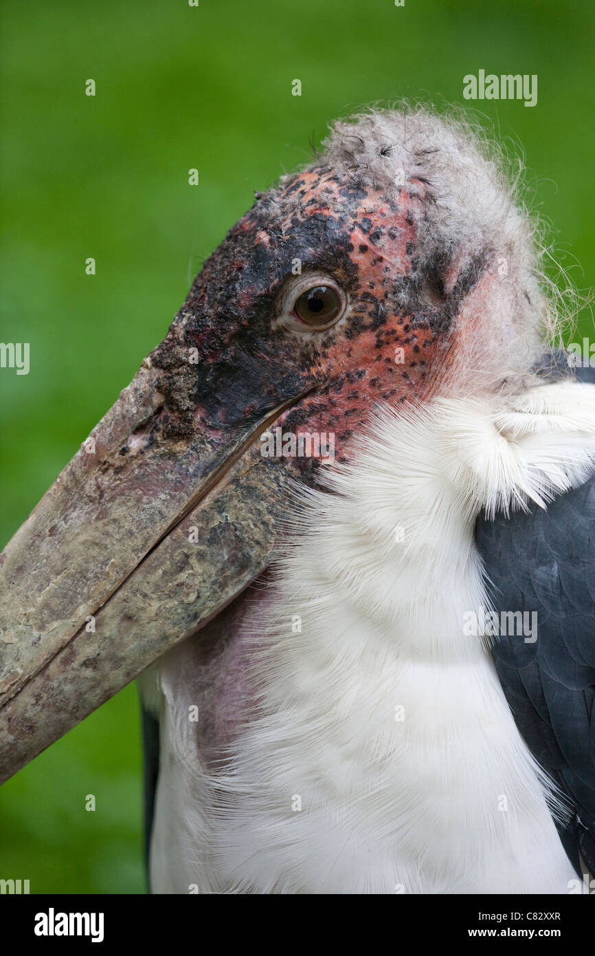 Maribou feathers hi-res stock photography and images - Alamy