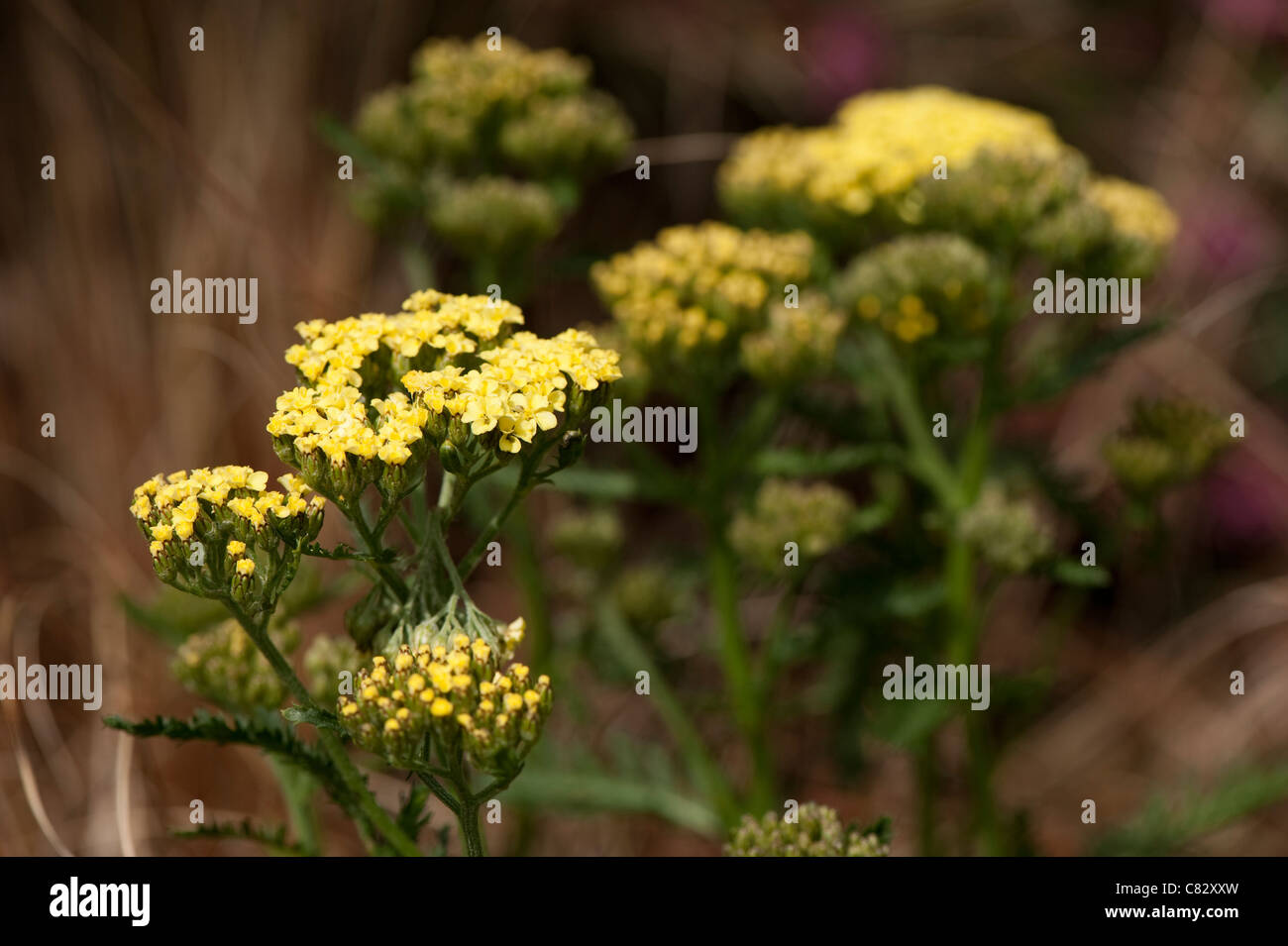 Moonshine yarrow flower hi-res stock photography and images - Alamy