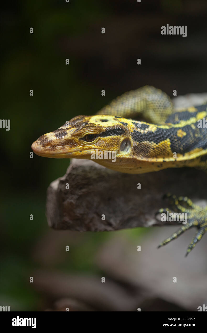 Monitor lizard philippines hi-res stock photography and images - Alamy