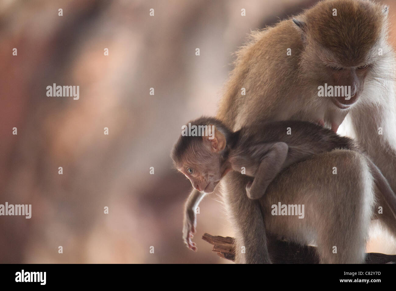 Baby monkey and mother hi-res stock photography and images - Alamy