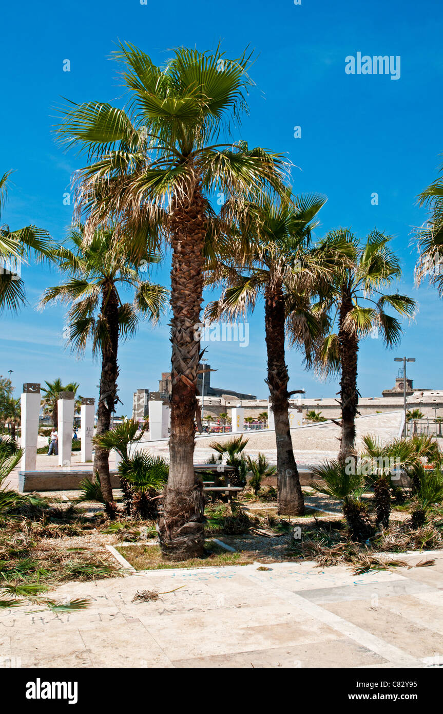 A restful area shaded by palm trees amid the paving stones and concrete ...