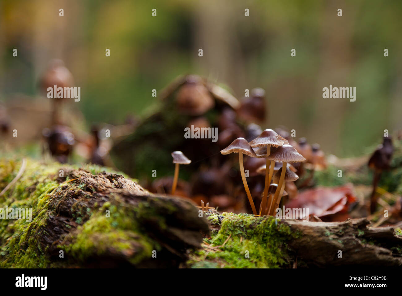 Photo of a toadstool hi-res stock photography and images - Alamy