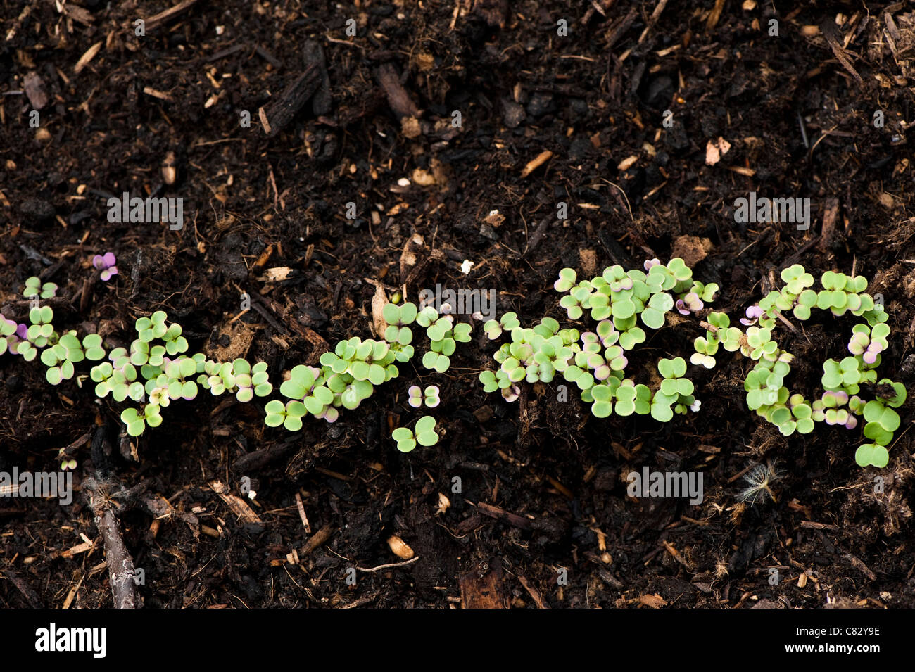 Turnip seedlings Brassica rapa ‘Manchester Market’ Stock Photo - Alamy