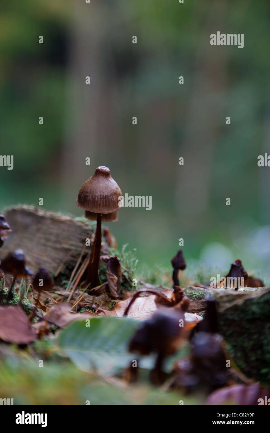 Small brown toadstool growing in a forest Stock Photo - Alamy