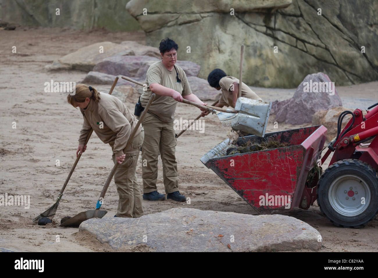 Elephant (Elephas maximus). Keeping staff, Koln, Cologne Zoo, cleaning ...
