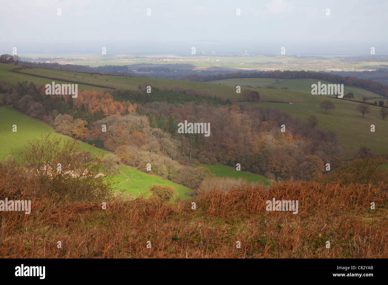 view of trees on a hill side from the Quantocks Stock Photo - Alamy