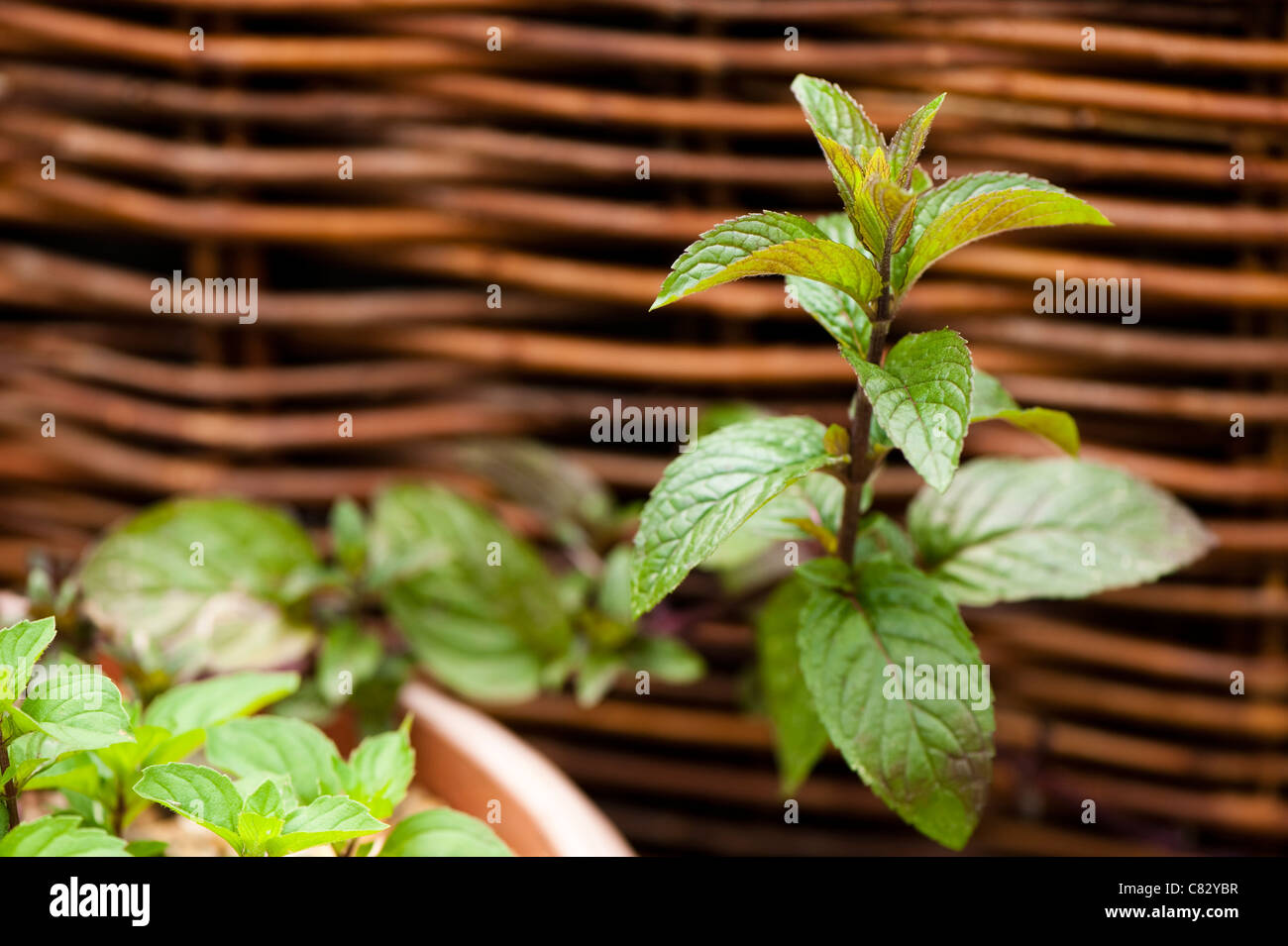 Mentha x piperita f citrara ‘Chocolate’, Chocolate Mint, growing in a ...