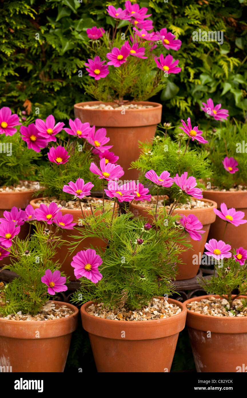 Pots of Cosmos bipinnatus ‘Sonata Pink’ in flower Stock Photo - Alamy