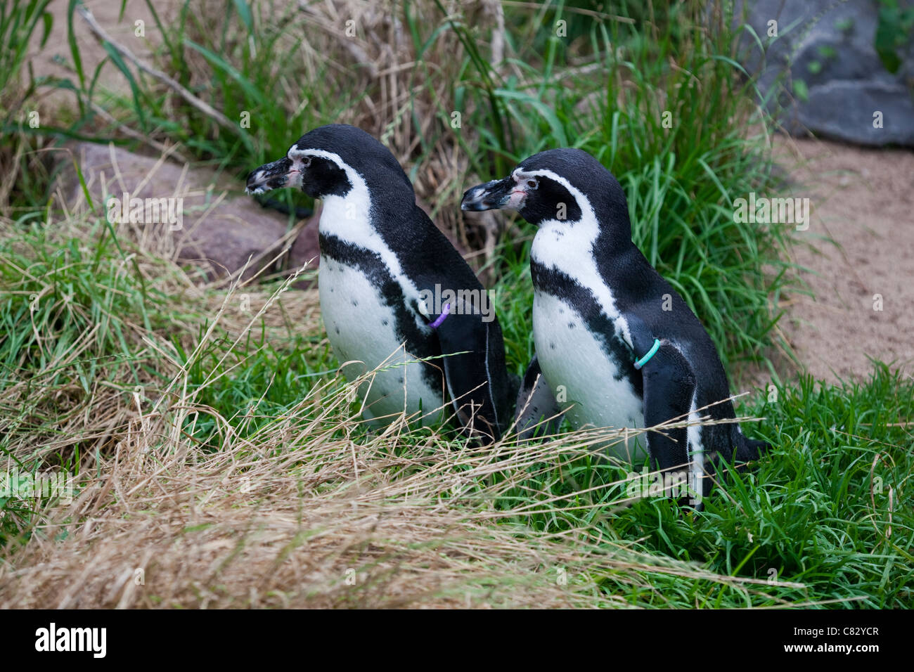 Banded Penguins Stock Photos & Banded Penguins Stock Images - Alamy