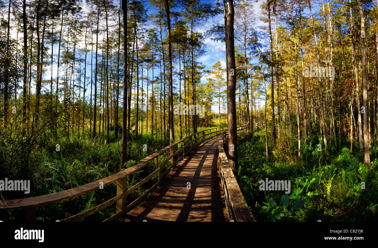 Big cypress national preserve walk hi-res stock photography and images ...