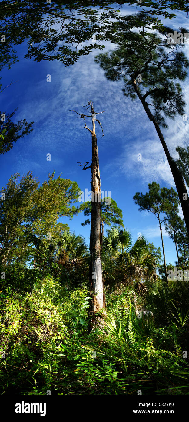 vertical panorama of trees in the Corkscrew Swamp Sanctuary, Florida ...
