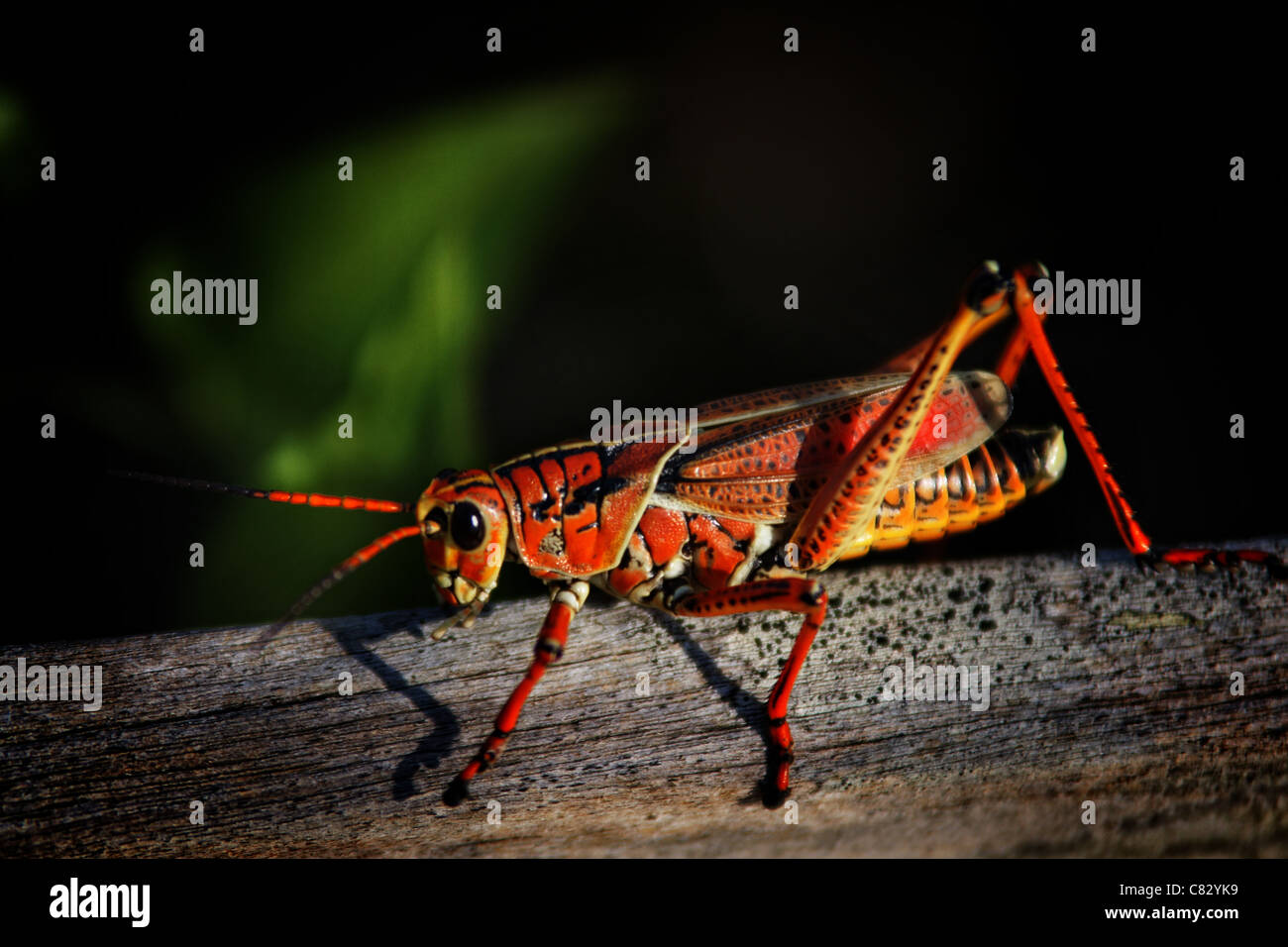 Red grasshopper hi-res stock photography and images - Alamy