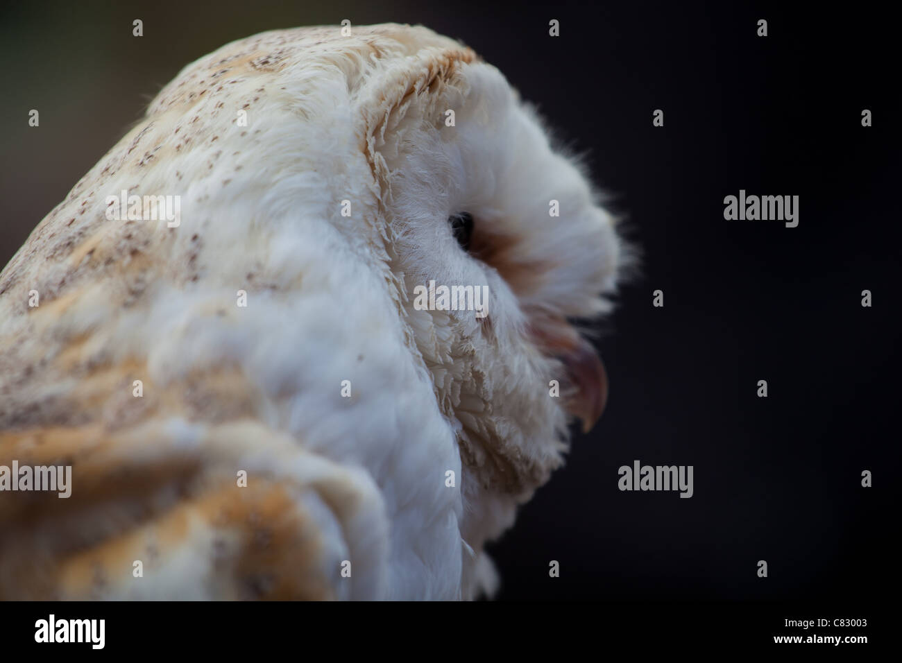 Side profile of owl hi-res stock photography and images - Alamy