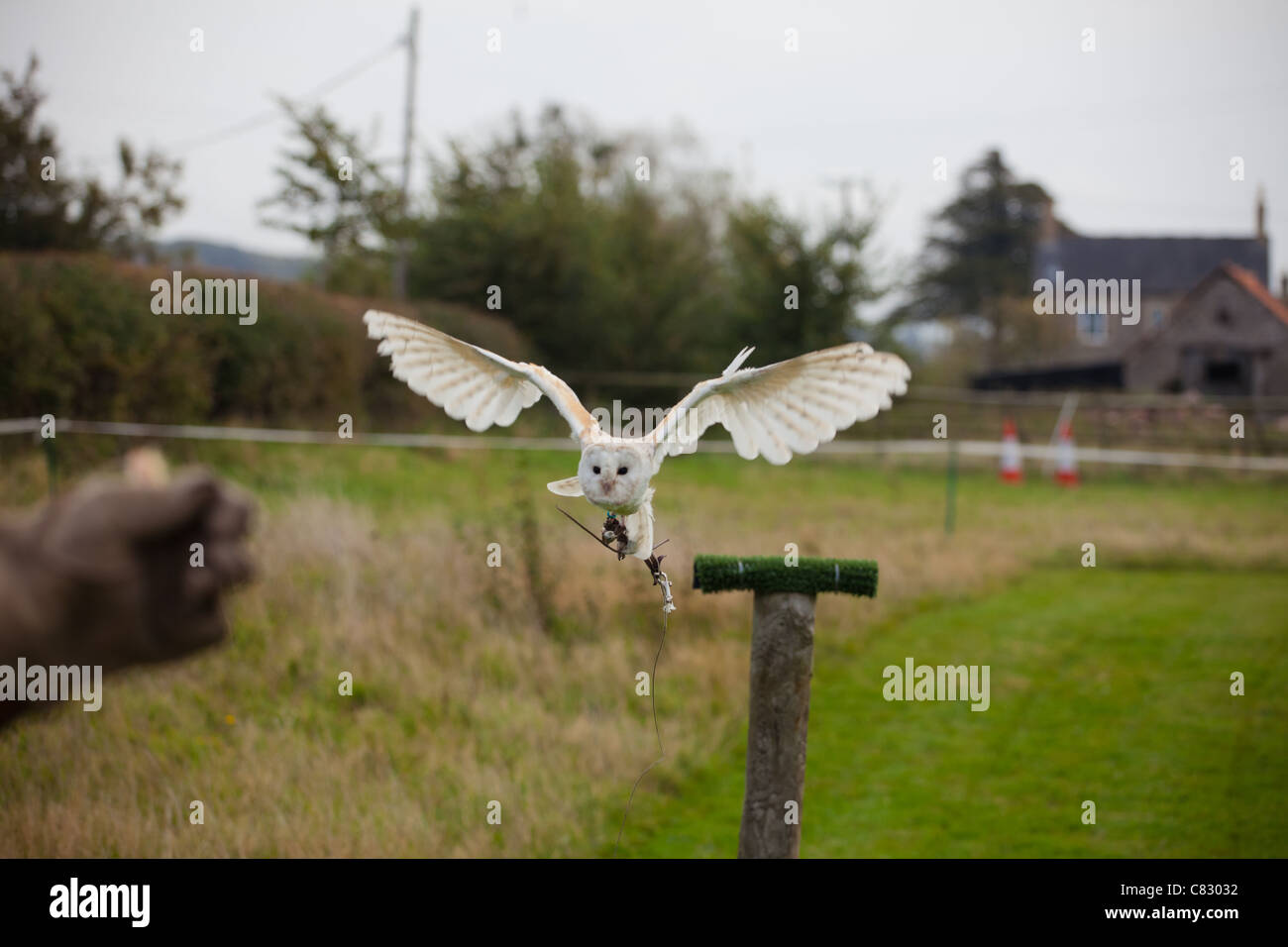 Trained owl flying hi-res stock photography and images - Alamy