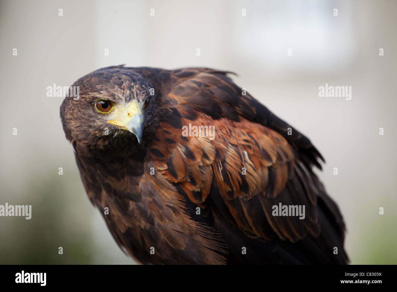 Mexican hawk hi-res stock photography and images - Alamy