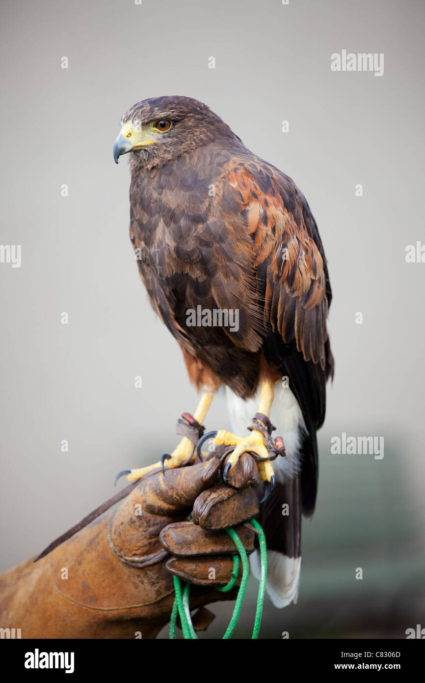 Mexican hawk hi-res stock photography and images - Alamy