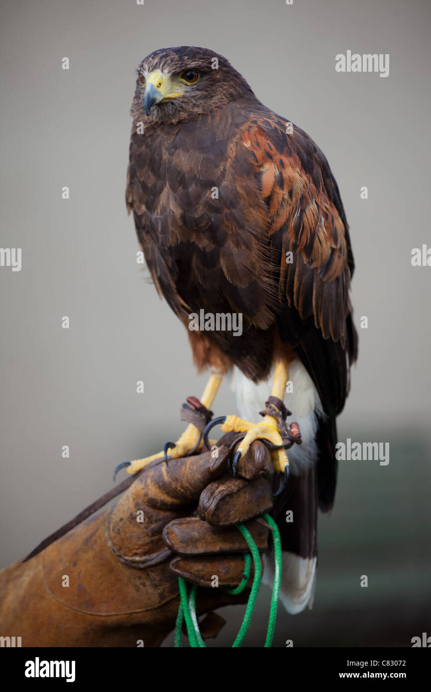 Mexican hawk hi-res stock photography and images - Alamy