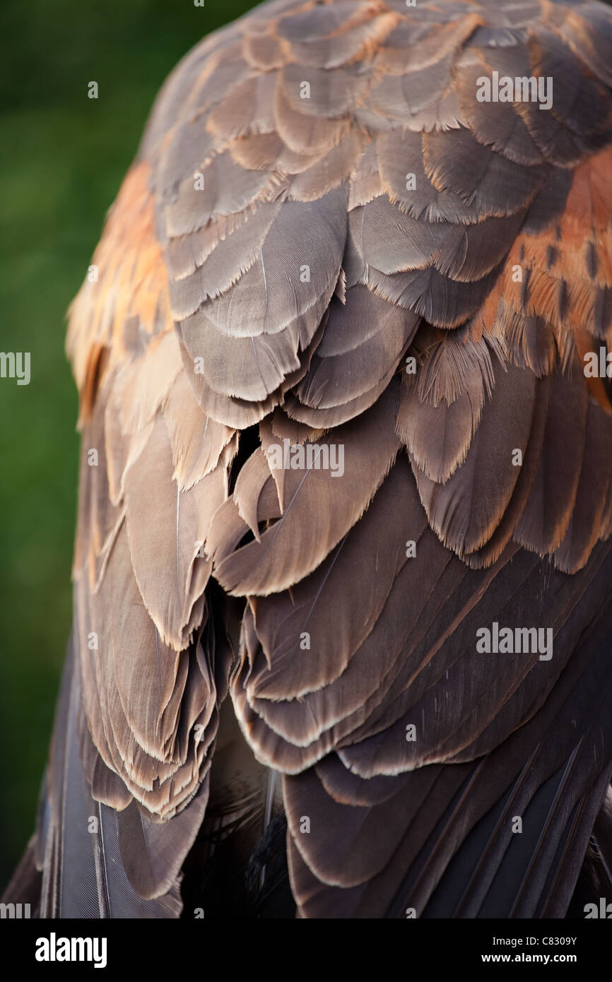 Hawks wing hi-res stock photography and images - Alamy
