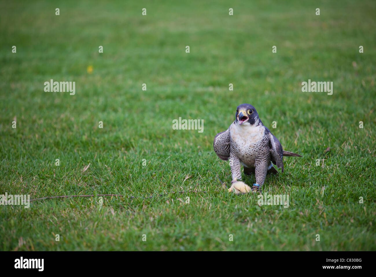 Resting falcon hi-res stock photography and images - Alamy