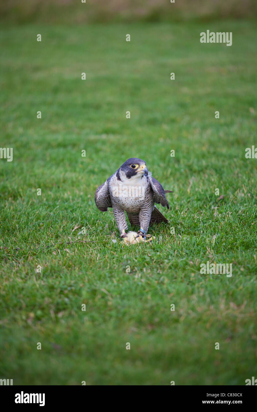 Peregrine falcon resting on prey in a field Stock Photo - Alamy