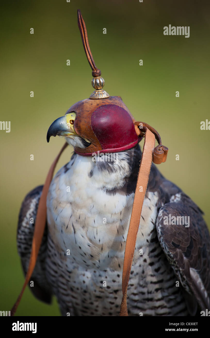 Falcon hood hi-res stock photography and images - Alamy