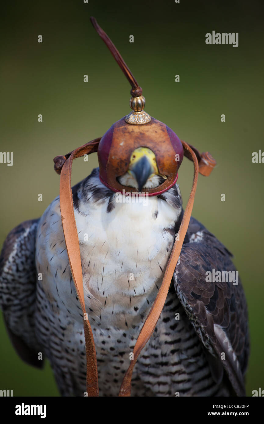 Falconry Mask
