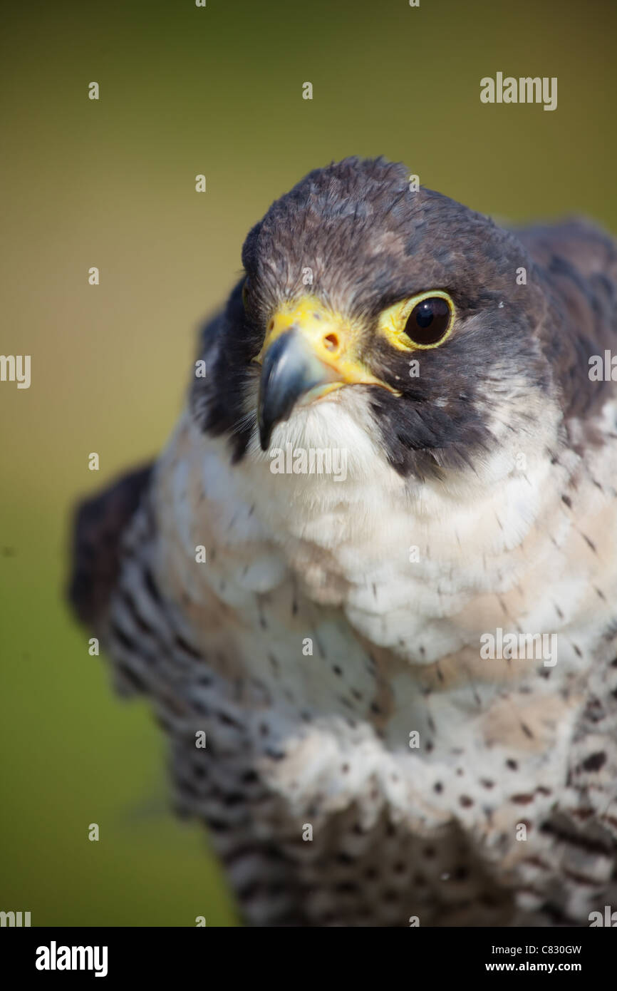 Sleek falcon hi-res stock photography and images - Alamy