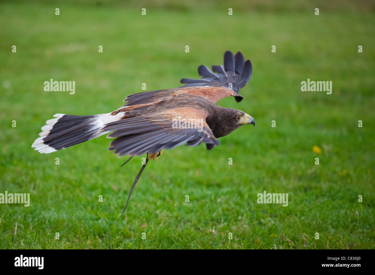 Harris hawk in flight hi-res stock photography and images - Alamy
