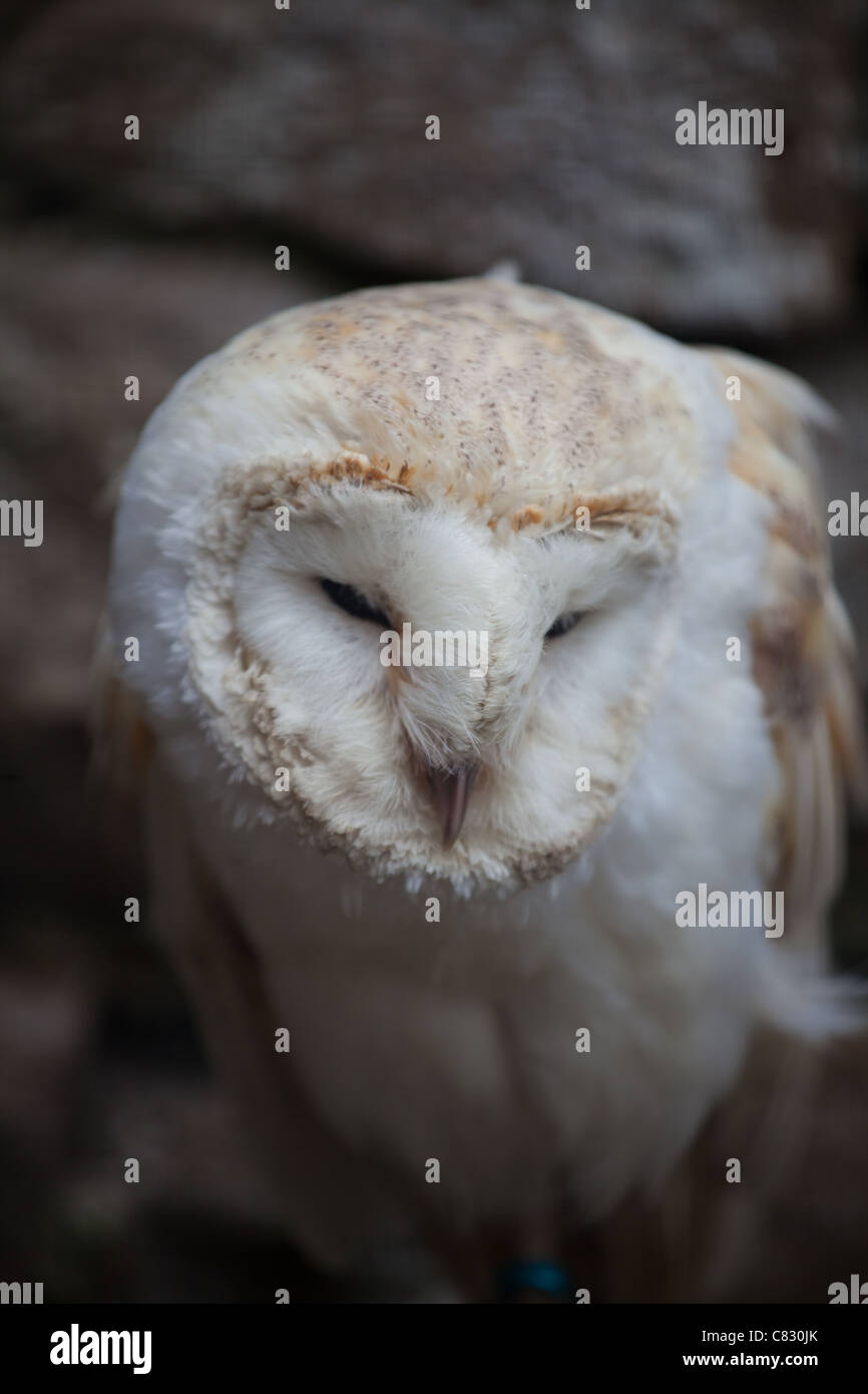 Barn owl resting hi-res stock photography and images - Alamy