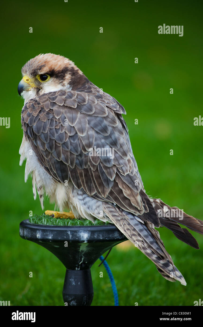 Female kestrel feathers hi-res stock photography and images - Alamy