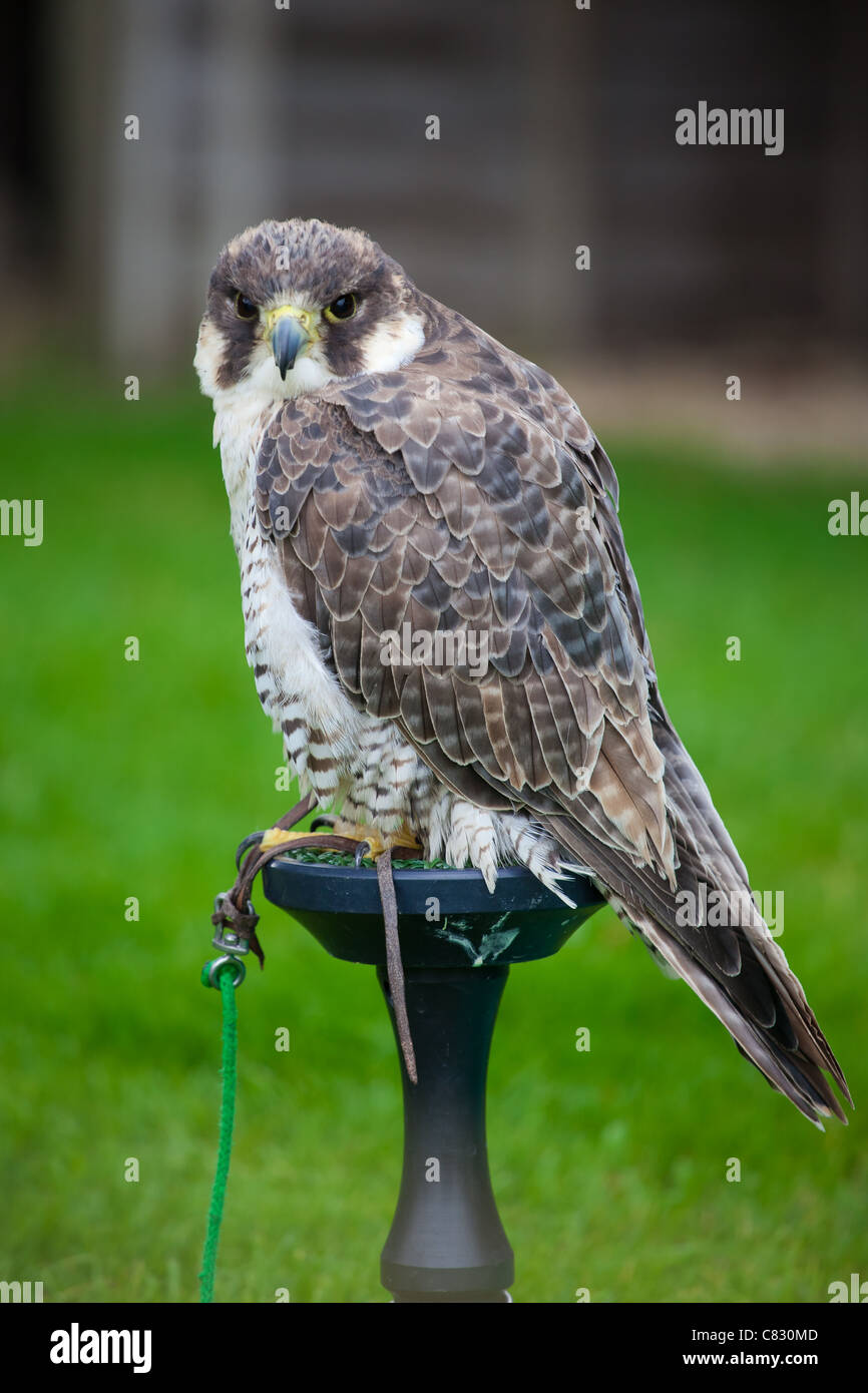 Lanner falcon bird hi-res stock photography and images - Alamy