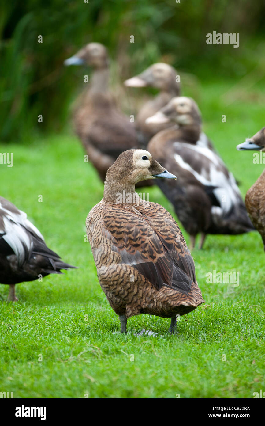 Spectacled Eiders (Somateria fischeri). Collection bred birds in ...