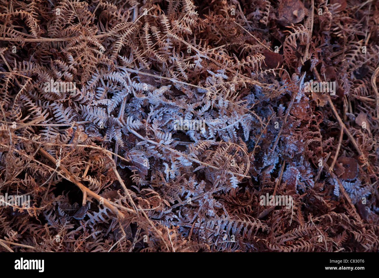 Bracken fern winter frost hi-res stock photography and images - Alamy