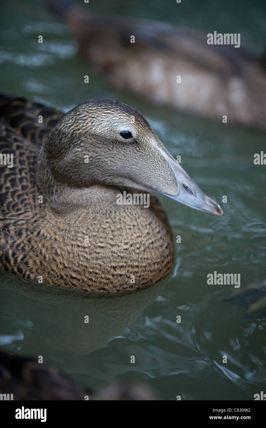Eider Duck Juvenile