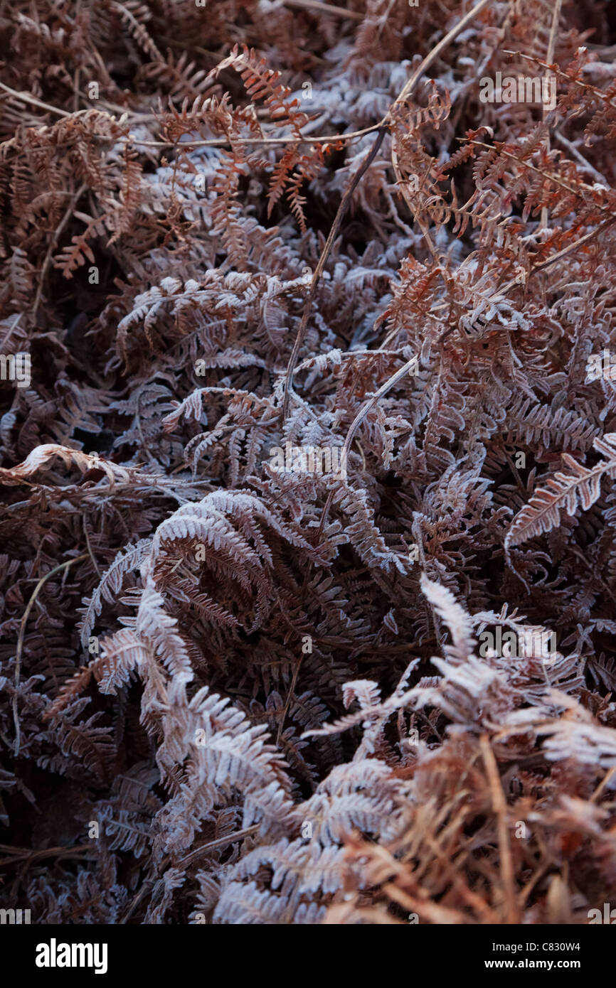 Ice ferns hi-res stock photography and images - Alamy